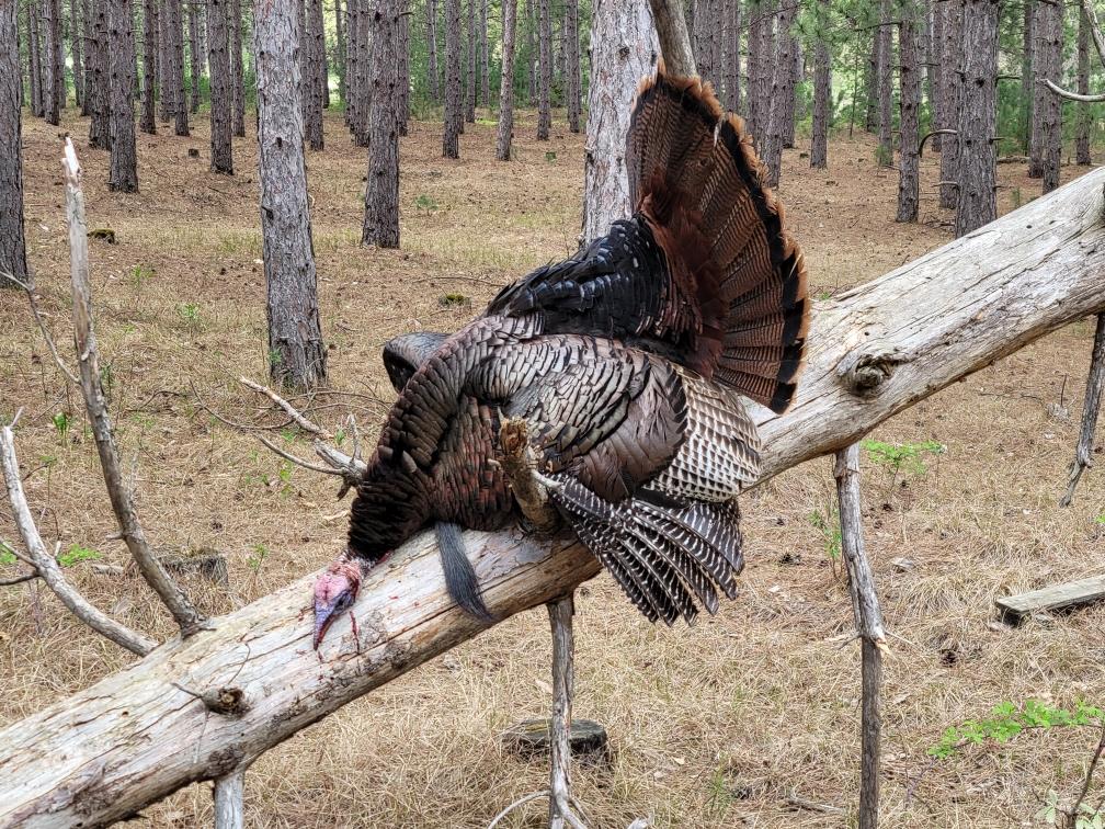 2026 Spring Turkey Information - Fort McCoy - iSportsman